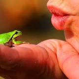 ¿Cuánto cuesta una rana como mascota? - Mi Hogar