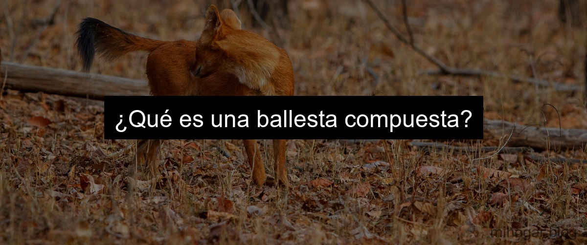 Ballestas de caza sin licencia: Lo que debes saber - Mi Hogar