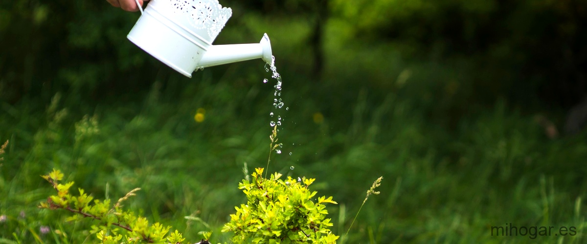 Regar plantas en vacaciones: Leroy Merlin tiene la solución - Mi Hogar