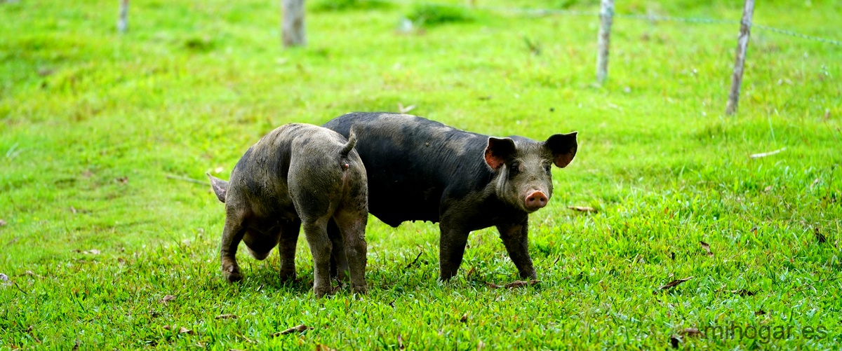 Cerdito Little Live Pets Carrefour: la mascota perfecta para los más ...
