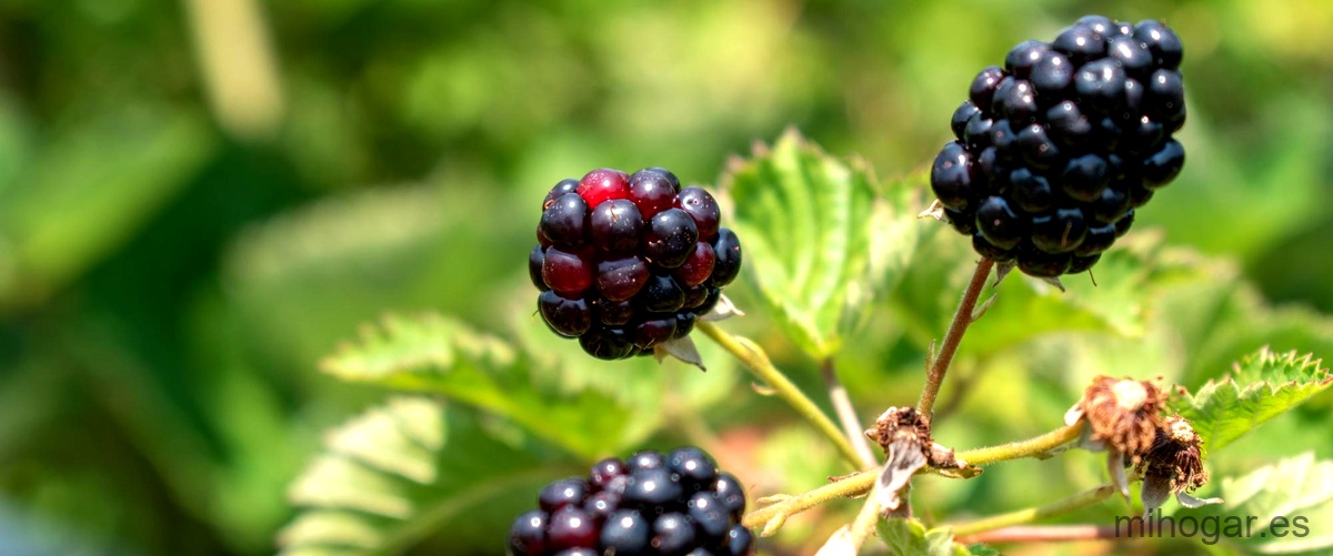 Bayas de Acai Mercadona Precio: El superalimento asequible para tu ...