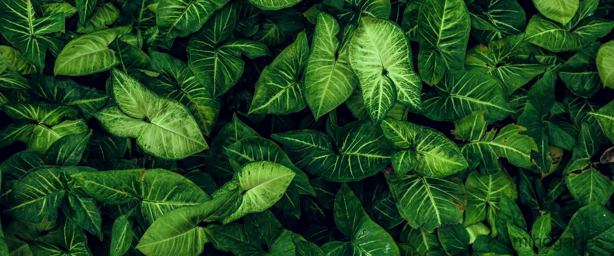 Planta lengua de suegra precio: elegancia sin gastar mucho - Mi Hogar