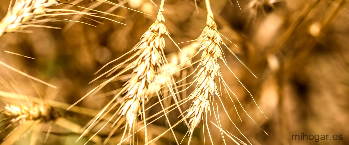 Espigas de trigo secas para decoración: naturaleza y estilo en tu hogar ...