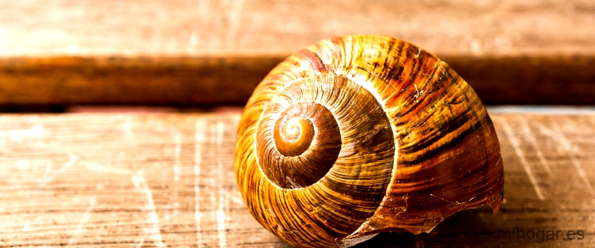 Baba de caracol pura al 100%: la solución natural para tu piel - Mi Hogar