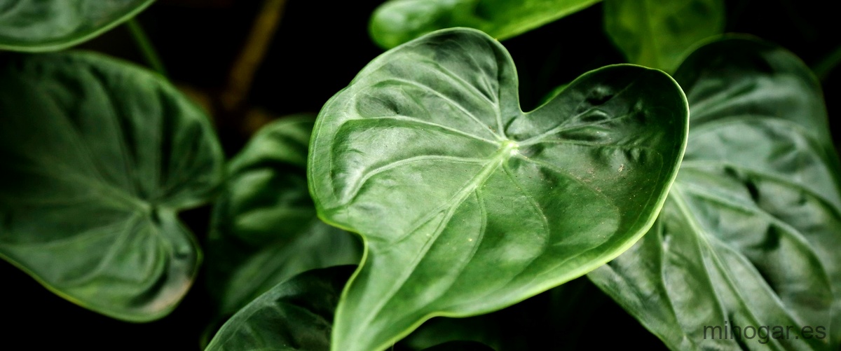 Planta lengua de suegra precio: elegancia sin gastar mucho - Mi Hogar