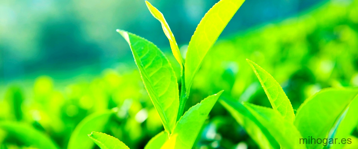 Té de hojas de frambuesa donde comprar: la mejor marca - Mi Hogar