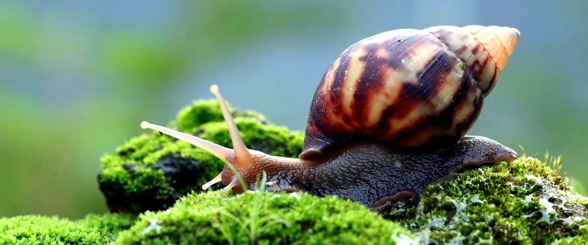 Baba de caracol pura al 100%: la solución natural para tu piel - Mi Hogar