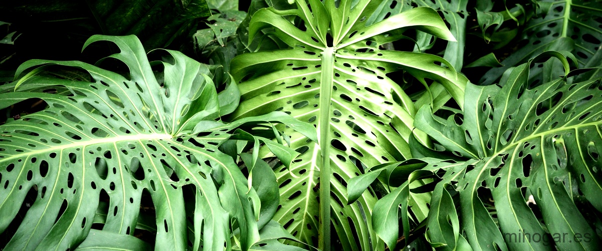 Planta lengua de suegra precio: elegancia sin gastar mucho - Mi Hogar