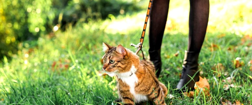 Repelente natural para gatos: soluciones caseras con vinagre y otros ...