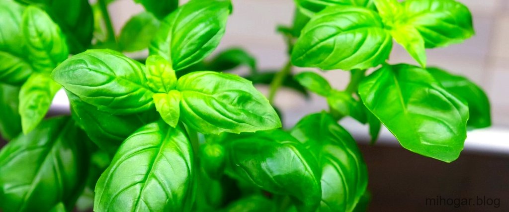 Albahaca: la combinación perfecta en tus platos - Mi Hogar