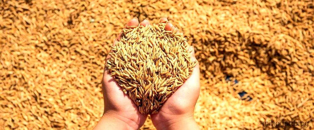 La mejor marca de arroz en España: variedades y origen nacional - Mi Hogar