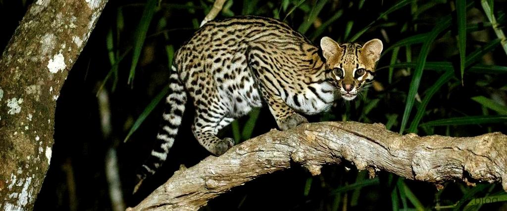 El Golfo de Benguela: Relieve y Ubicación en el Continente Africano ...