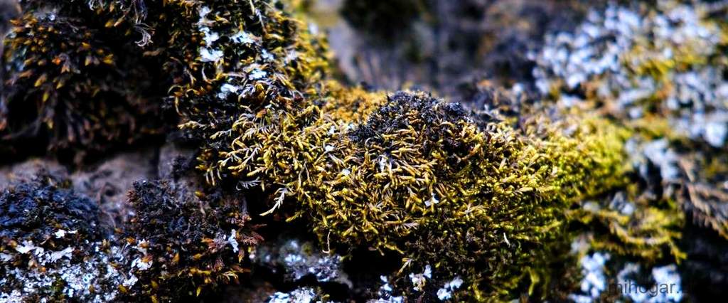 Alga Codium Mercadona: Recetas y Propiedades del Percebe del Mar - Mi Hogar