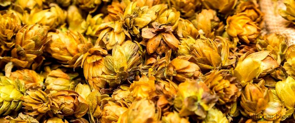 Cómo usar agua de hamamelis en la cara: beneficios y aplicación. - Mi Hogar