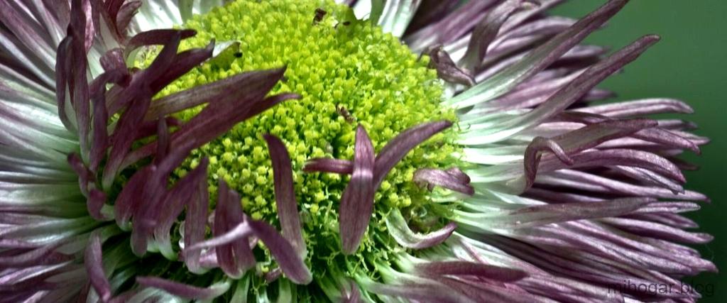 El mejor probiótico para recuperar la flora intestinal después de un ...