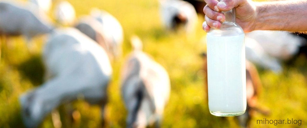¿La leche de oveja tiene lactosa?: Comparación con otras leches - Mi Hogar