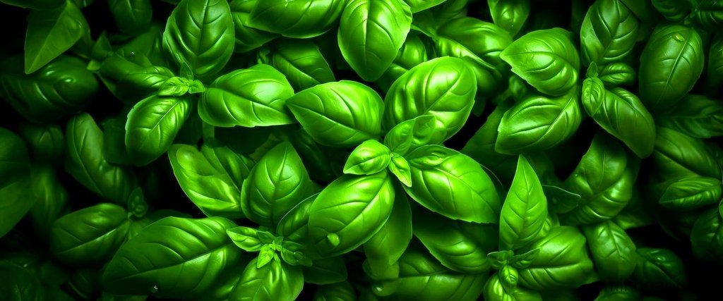 Albahaca: la combinación perfecta en tus platos - Mi Hogar