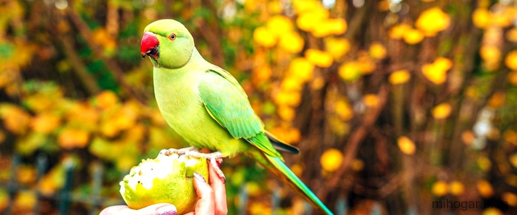 Comida para pájaros en Mercadona: precios y variedades disponibles - Mi ...