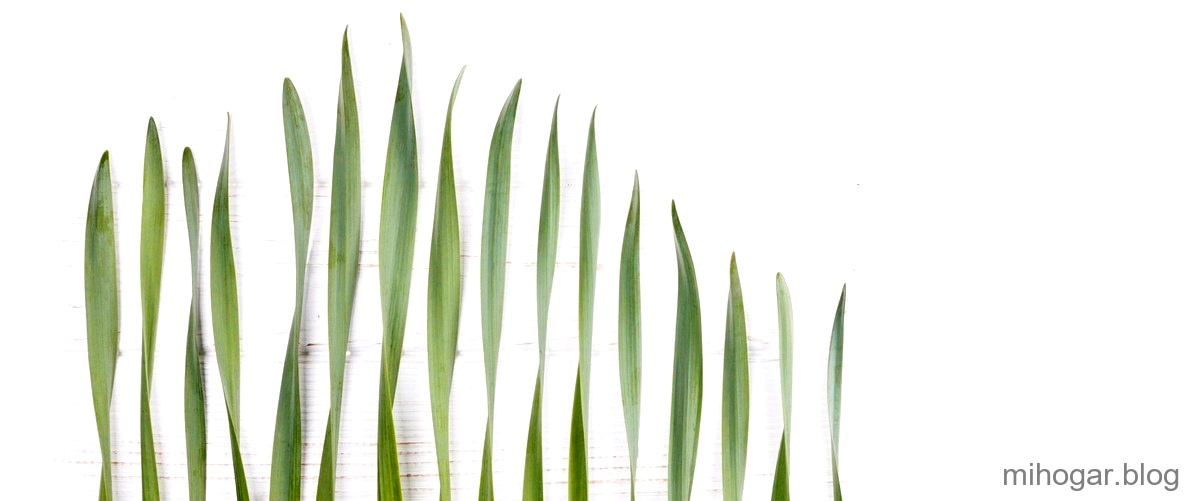 Linovera aceite: todo lo que debes saber - Mi Hogar