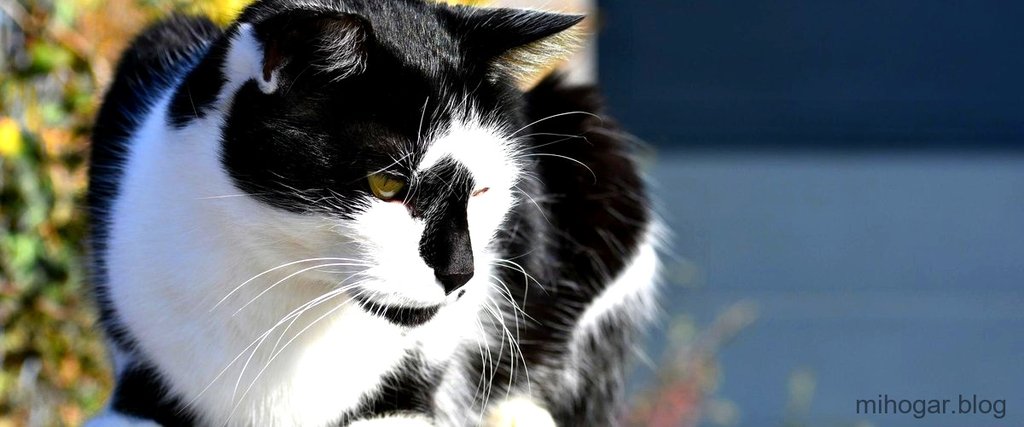 Los hurones comen gatos: Guía completa de alimentación para hurones ...