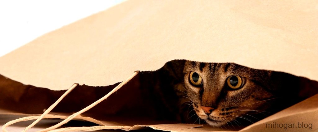 ¿Cuál es el mejor tipo de caja de arena para gatos?: Comparativa de los ...