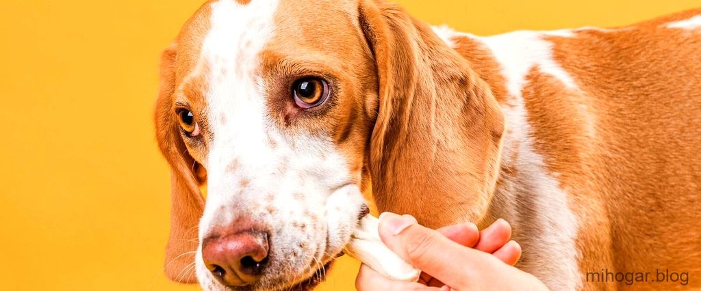 ¿Cómo tratar la otitis en perros con remedios caseros?: Consejos ...