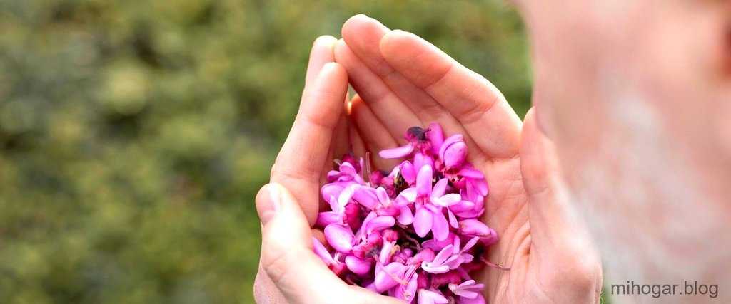 ¿Dónde se aplica la violeta de genciana?: usos y precauciones - Mi Hogar