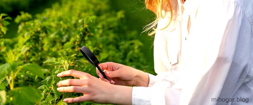 Maximiza tu riego: todo sobre la exudación y la manguera exudante - Mi ...